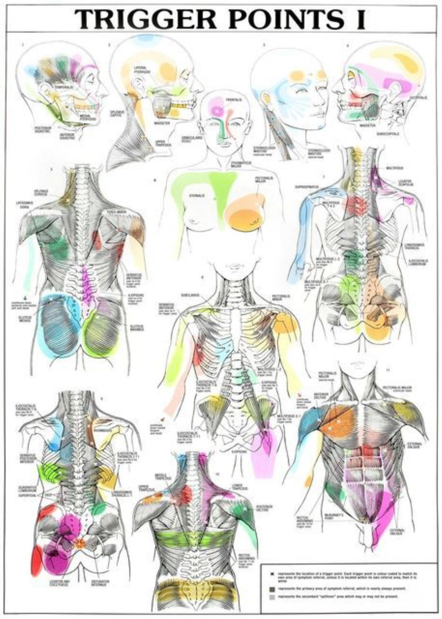 Human Body Parts School Education Chart Information Anatomy Decorative ...