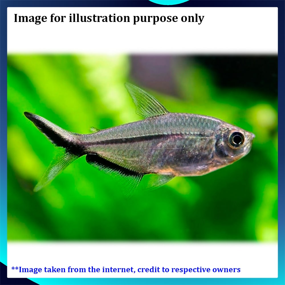 [NO DOA] Black Line Tail Tetra (Costae Tetra) LF Live Fish | Lazada