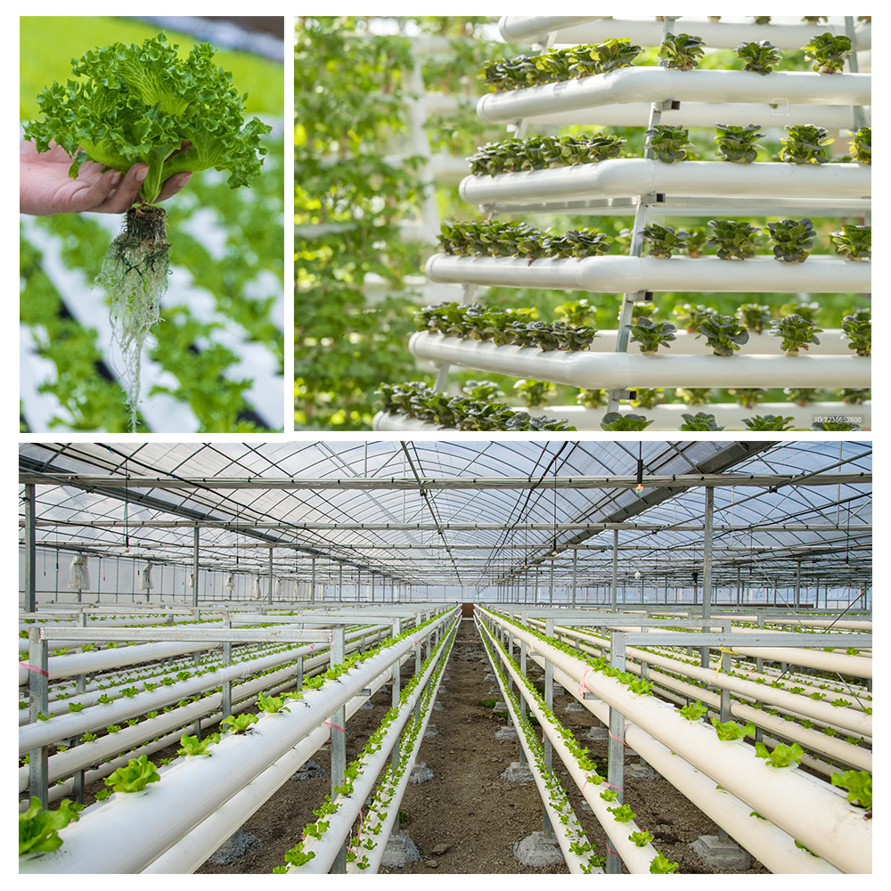 10pcs Transparent Hydroponics Slotted Mesh Cups Aeroponic Planting ...