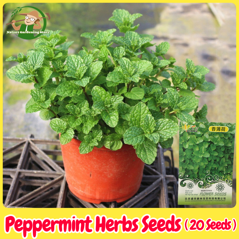 100% Legit Bonsai Peppermint Seeds for Planting (20Seed) Fresh Mint - Peppermint Herbs Seeds ...