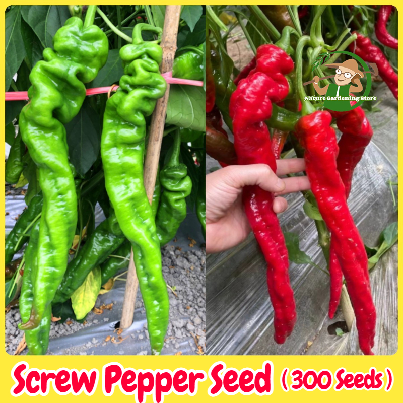 เมล็ดพันธุ์ พริกไทยเกลียว บรรจุ 300เมล็ด Screw Pepper Seeds Organic ...