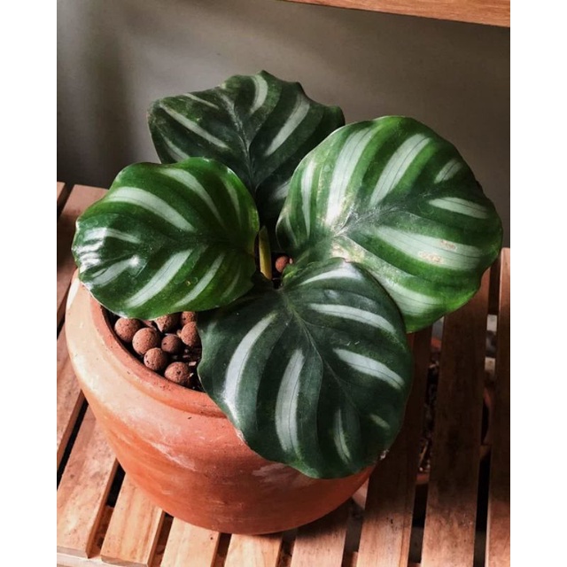 Tanaman bunga calathea fasciata 5 daun / kalatea pasciata | Lazada ...
