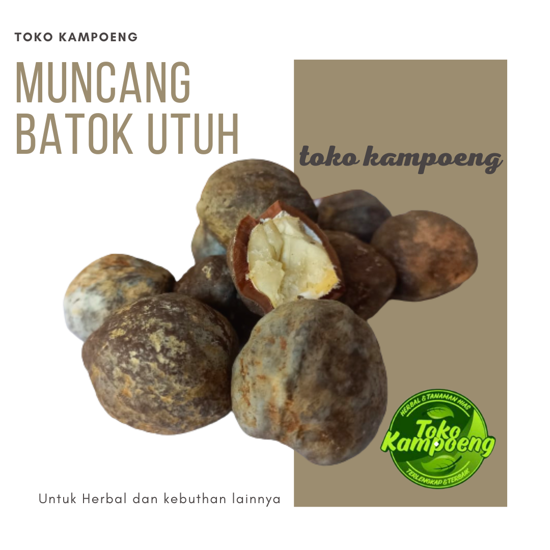 Termurah Muncang Batok Kemiri Asli 1kg Batok tebal | Lazada Indonesia