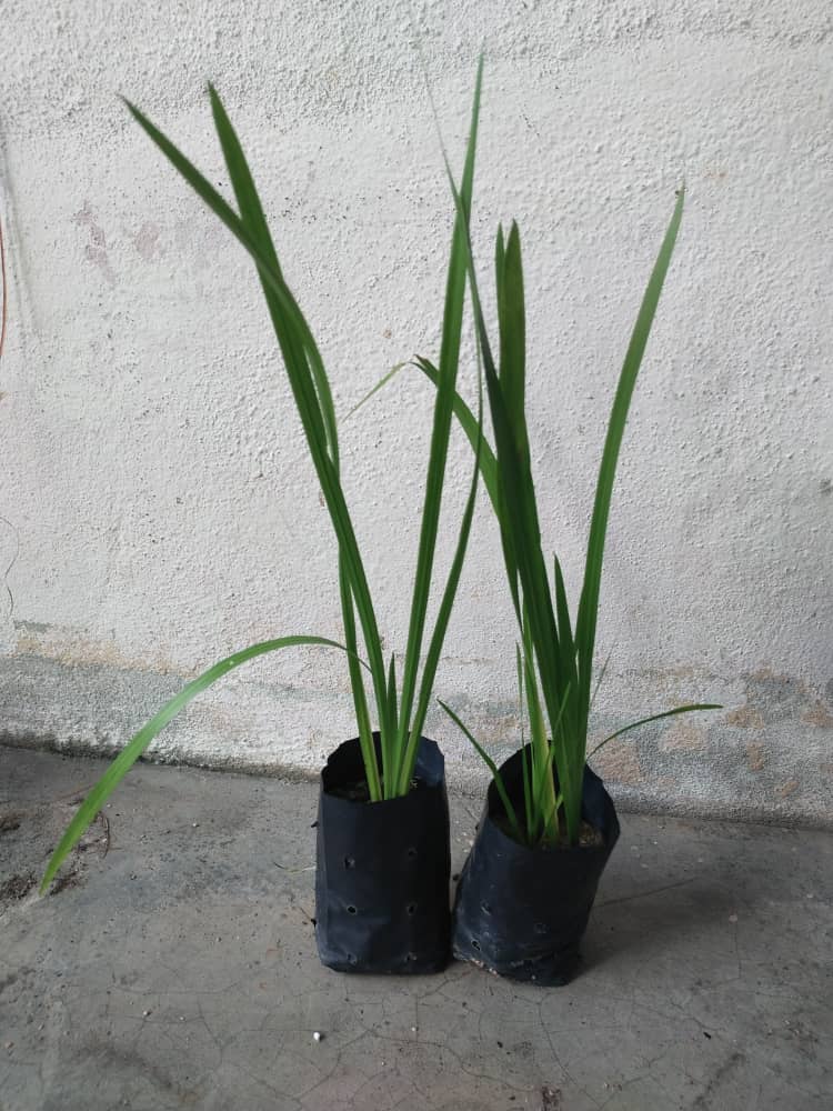 LIVE PLANT-VASAMBU/SWEET FLAG/வசம்பு | Lazada