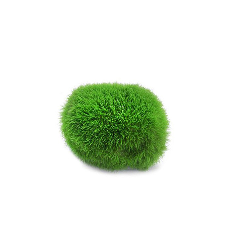3-4cm Marimo Moss Balls Live Aquarium Plant Algae Fish Shrimp Tank Ornament MENGYU | Daraz.lk