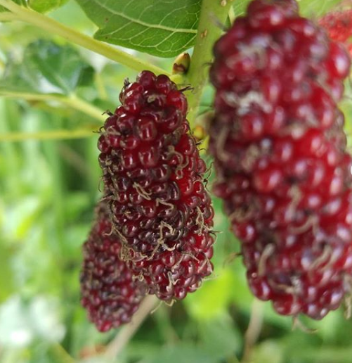 ( FRESH CUTTING ) Pokok Mulberry ( Anak Pokok / Keratan ) | Lazada