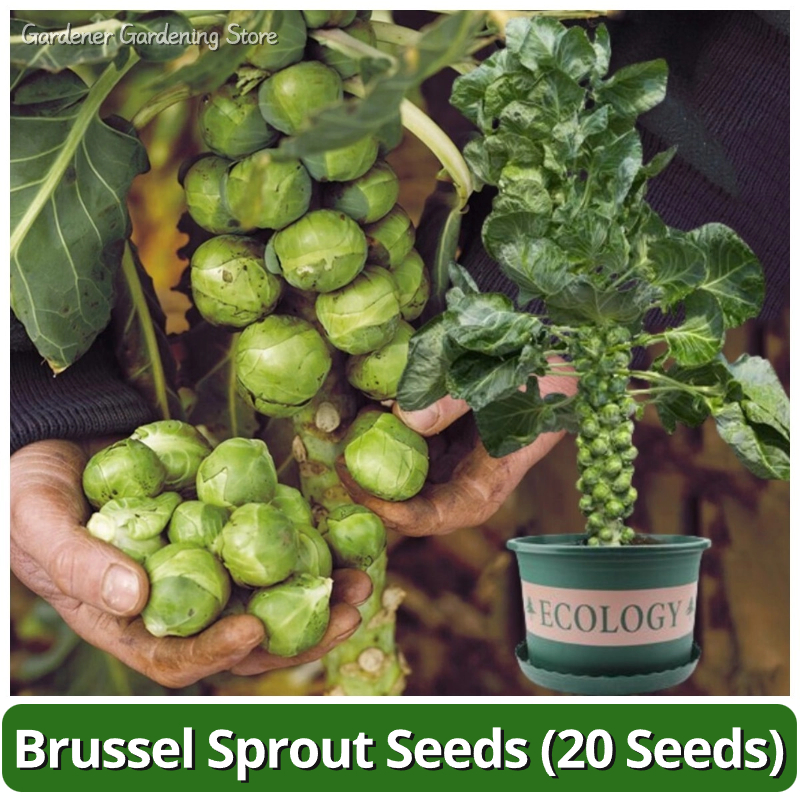 High Yield Brussel Sprout Vegetable Seeds for Planting (20 Seed ...
