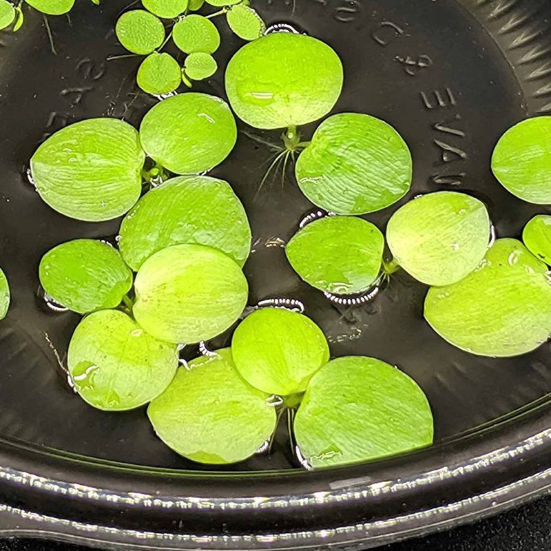 [SG READY STOCK] Frogbit / Salvinia Duckweed Floating Plant | Lazada ...