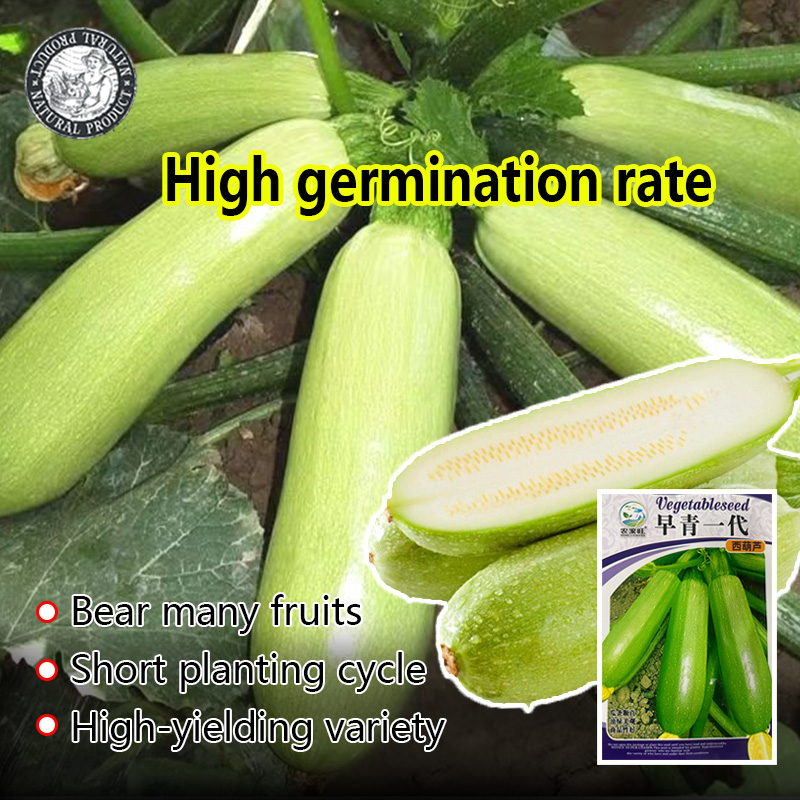 High Yield Zucchini Seeds Philippines High Germination -30 Seeds Squash ...