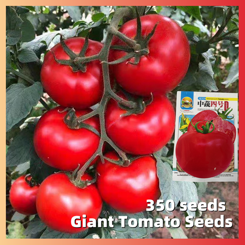 Organic Seeds Easy To Grow In Philippines - 350 Seeds High Yield Giant ...