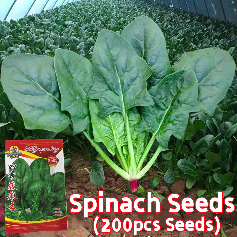 100% Original Large Leaf Spinach Seeds for Sale (Fresh 200pcs Seeds ...