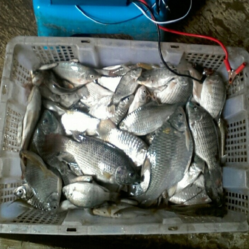 ⚡Ready stock⚡99900W 12V DC Ultrasonic Inverter Electric Fisher Fish ...