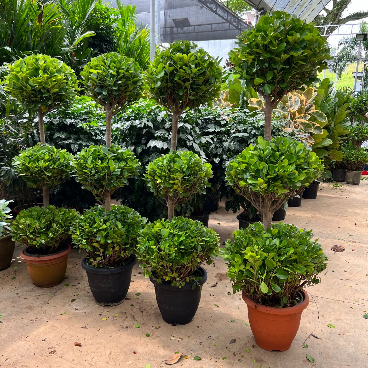 FICUS MICROCARPA, CHINESE BAYAN TREE, 5 FEET | Lazada Singapore