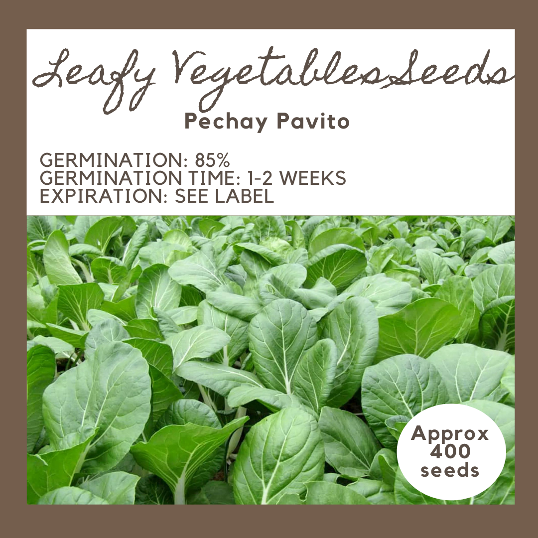 Pechay Petsay Pavito Vegetable Seeds 400's | Lazada PH