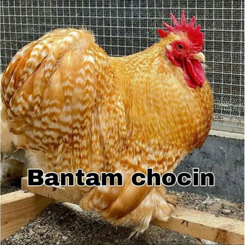 TELUR AYAM HIAS BANTAM CHOCIN FERTIL ASLI UNTUK DITETASKAN | Lazada ...
