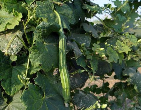 PATOLA SEED`S "ANGULAR TYPE" long tagalog | Lazada PH