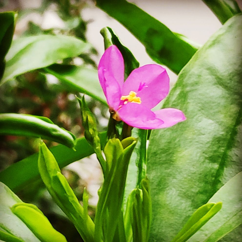 Jewels of Opar Ginseng Java 土人参 Earth Ginseng (Talinum Paniculatum ...