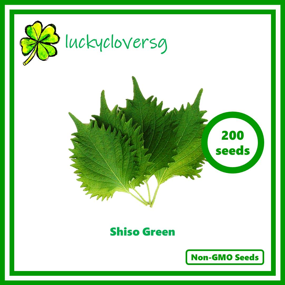 Shiso and Perilla Seeds - Shiso Green / Red / Korean Perilla / Britton ...