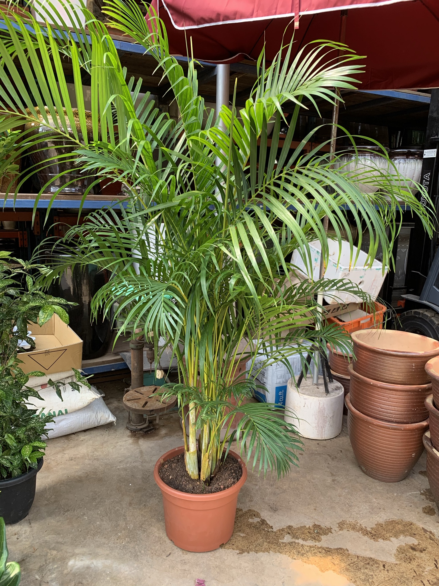 YELLOW PALM 6-7 FEET, CHRYSALIDOCARPUS LUTESCENS, ARECA, HOUSE PLANT ...