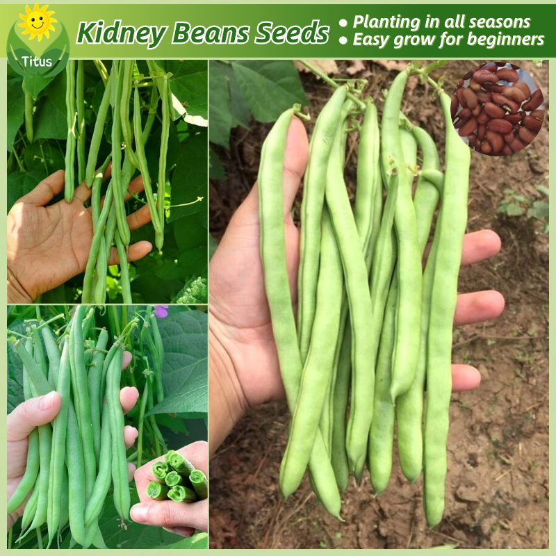 100% Legit Fresh Organic Kidney Beans Seeds for Planting Vegetables ...
