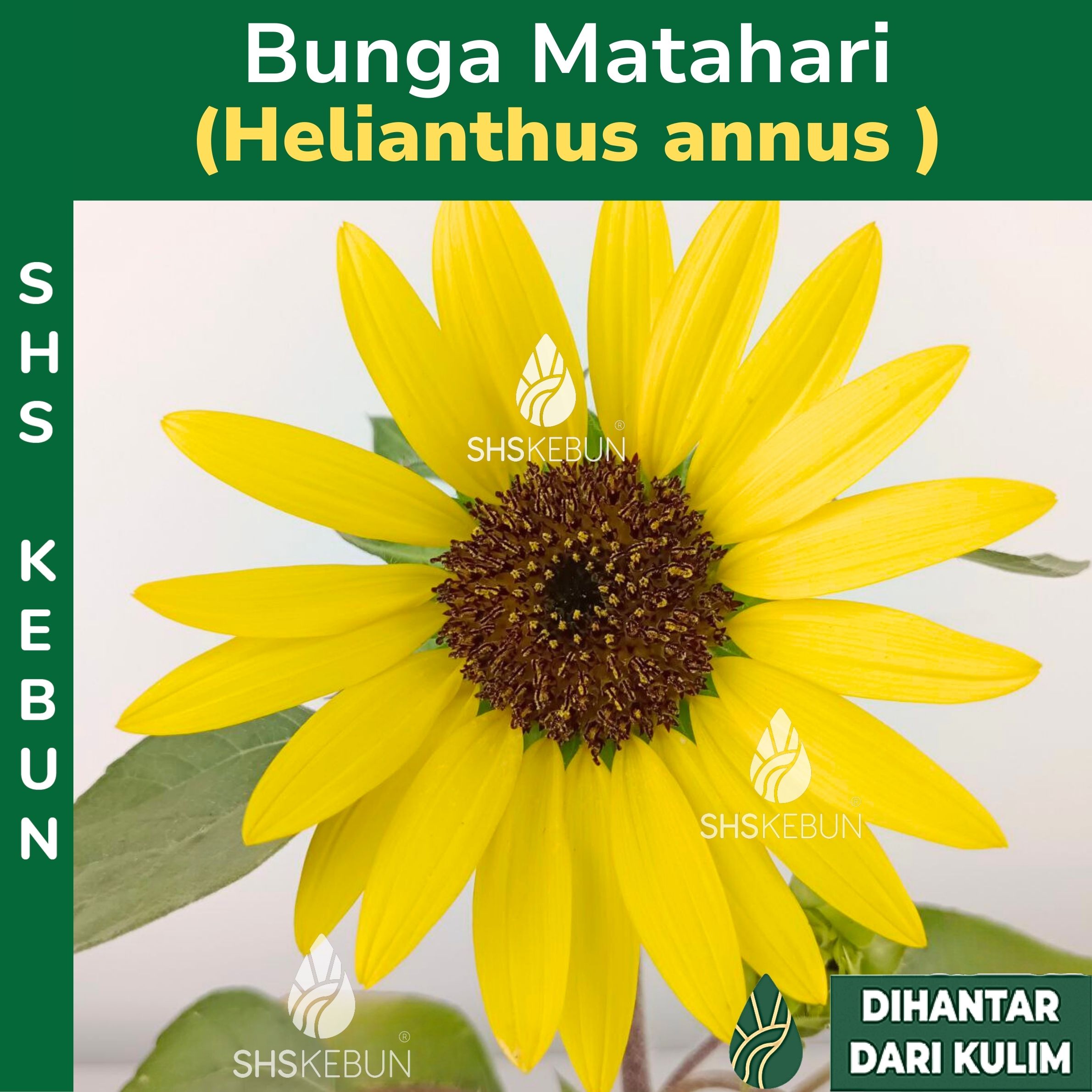 Pokok Bunga Matahari Ada Bunga Sunflower Outdoor Flower Plant Pokok ...