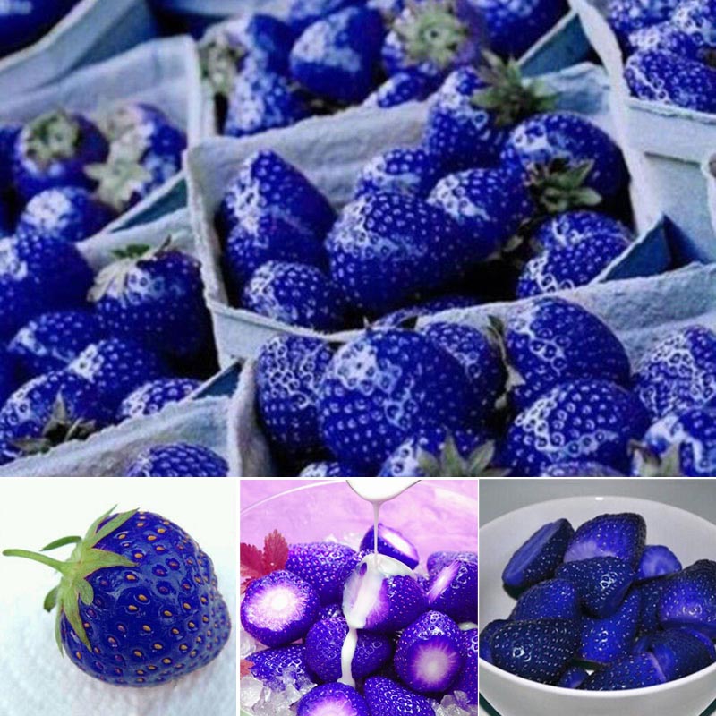 Blue Strawberry Plants