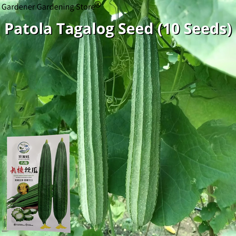 เมล็ดพันธุ์ บวบเหลี่ยม บรรจุ 10 เมล็ด Angular Luffa Seeds Vegetable ...