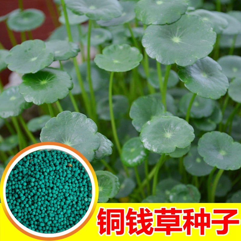 Copper Coin Grass Seed Hydroponic Seed Hydroponic Plant Flower ...