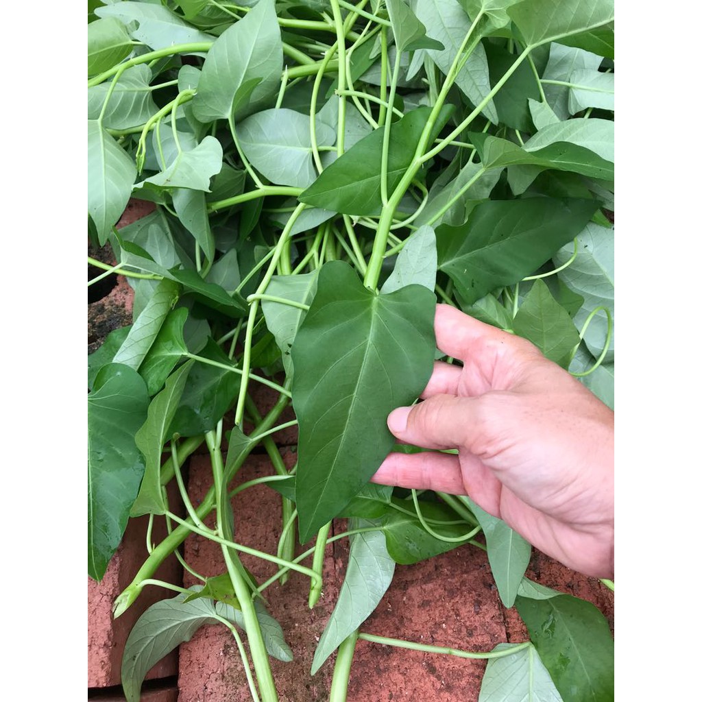 Chinese BIG Leaf Variety Kangkong Water Spinach Vegetable Seeds (50 ...