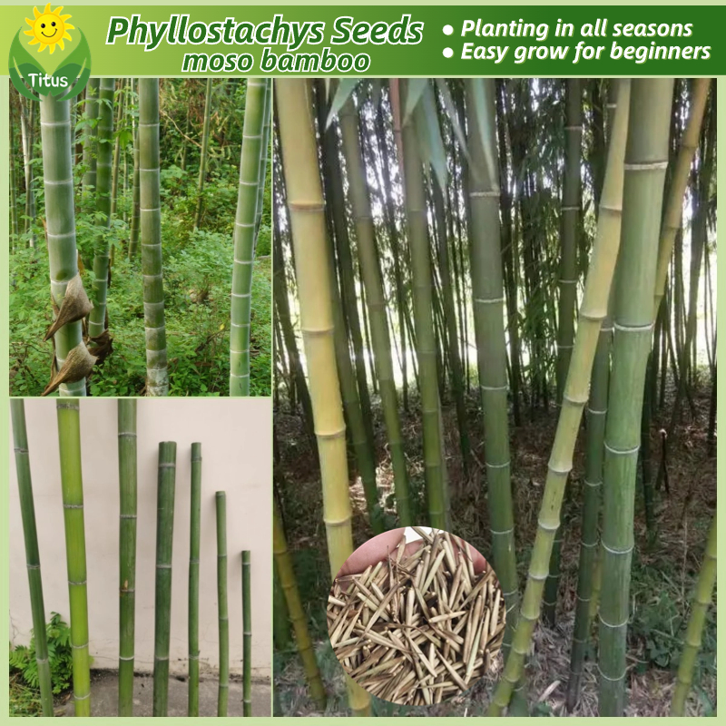 100% Legit Fresh Phyllostachys Seeds Moso Bamboo Plant Seeds for ...