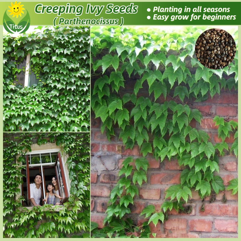 100% Legit Creeping Ivy Live Plant Bonsai Seeds for Planting ...
