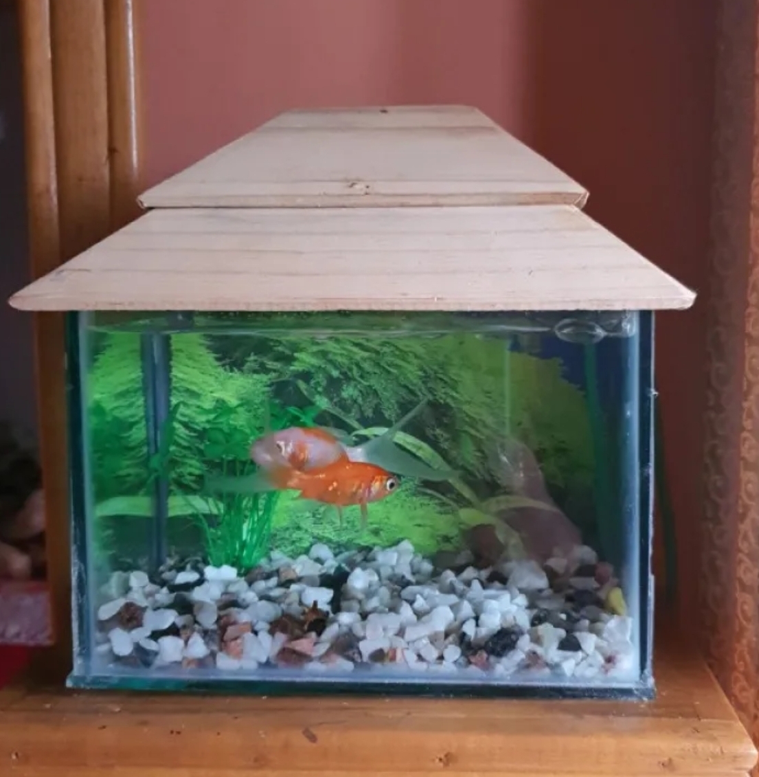 Glass Made Deshi Aquarium For Fish With All Accessories You Don't Have ...