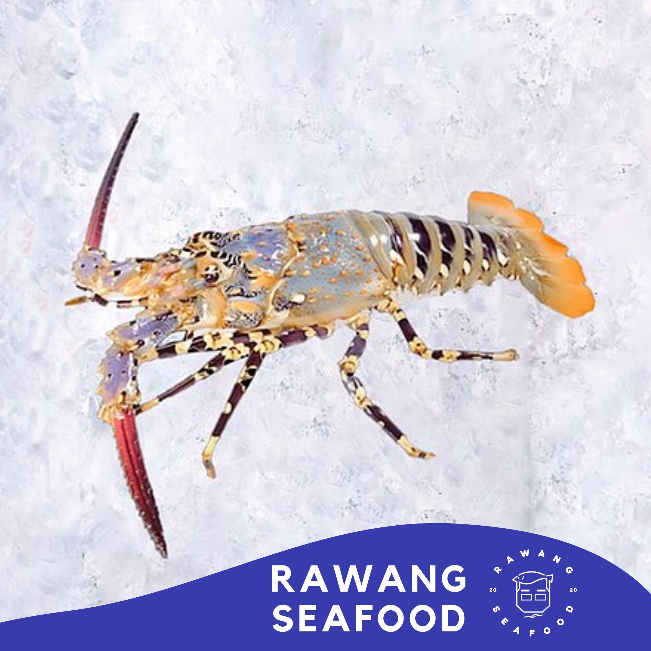 ROCK LOBSTER SABAH LOCAL 青龙虾 - Rawang Seafood | Lazada