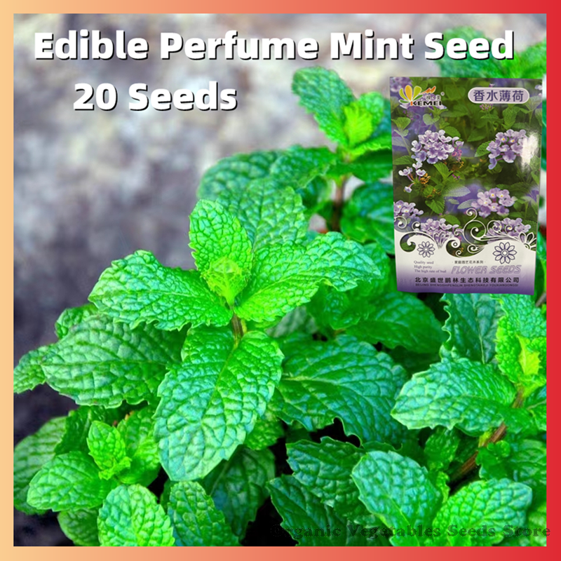 100% Original 20 Seeds Perfume Mint Seeds for Planting Biji Benih ...