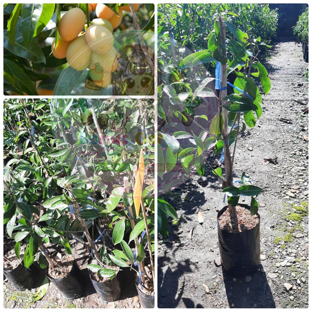 มะยงชิดเสียบยอด(Mayong chid)ขนาด50cm. | Lazada.co.th