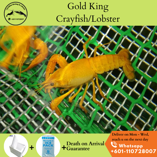 Gold King Lobster / Crayfish | Lazada