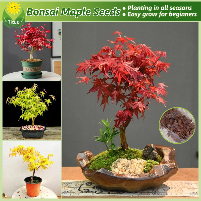 [Easy To Grow In Philippines] Rare Japanese Maple Tree Plant Bonsai ...