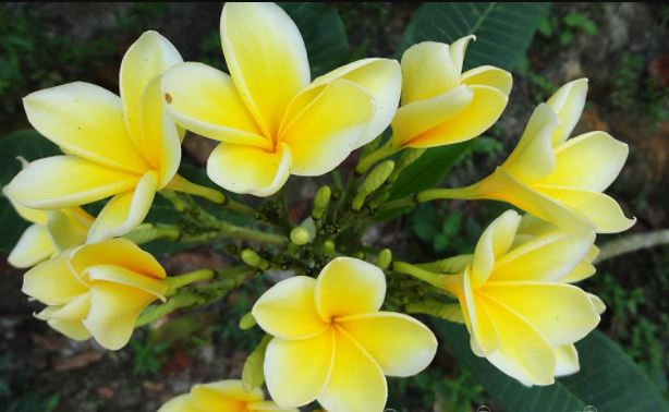 Keratan Batang Pokok Kemboja Bunga cantik Kuning | Lazada