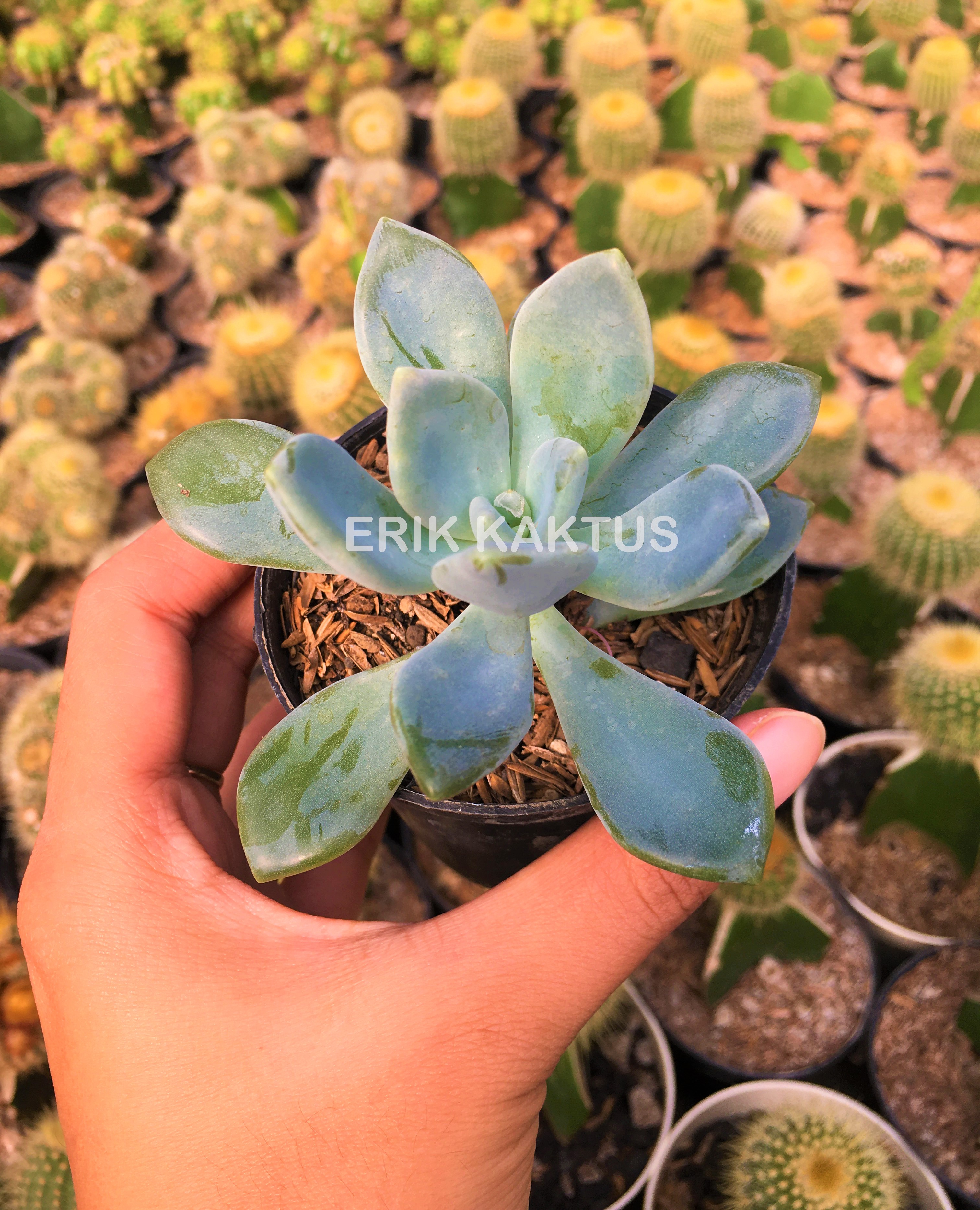 Sukulen Grapto Petalum (Ghost Plant) - Bonus Pot | Lazada Indonesia