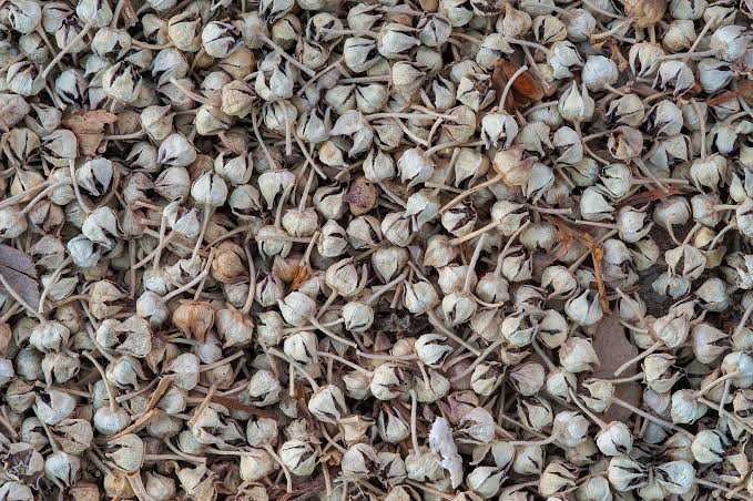 Aakh Ka Phool | Gul e Aakh | Safaid Aak | Calotropis Gigantea | 100 gm ...