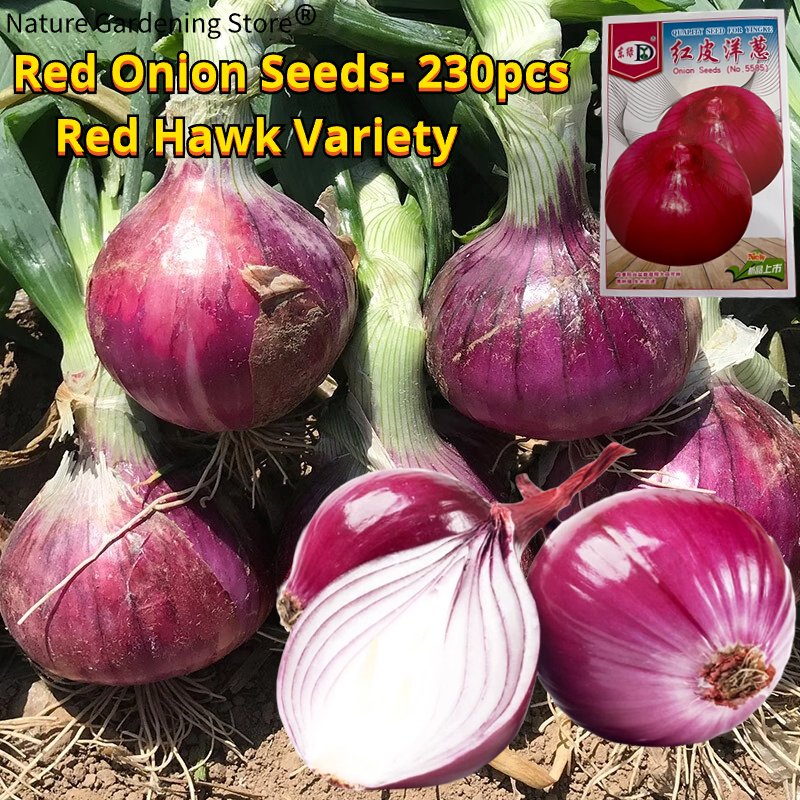 Fresh Organic Red Onion Seeds for Planting (230 Seeds) High Yield ...
