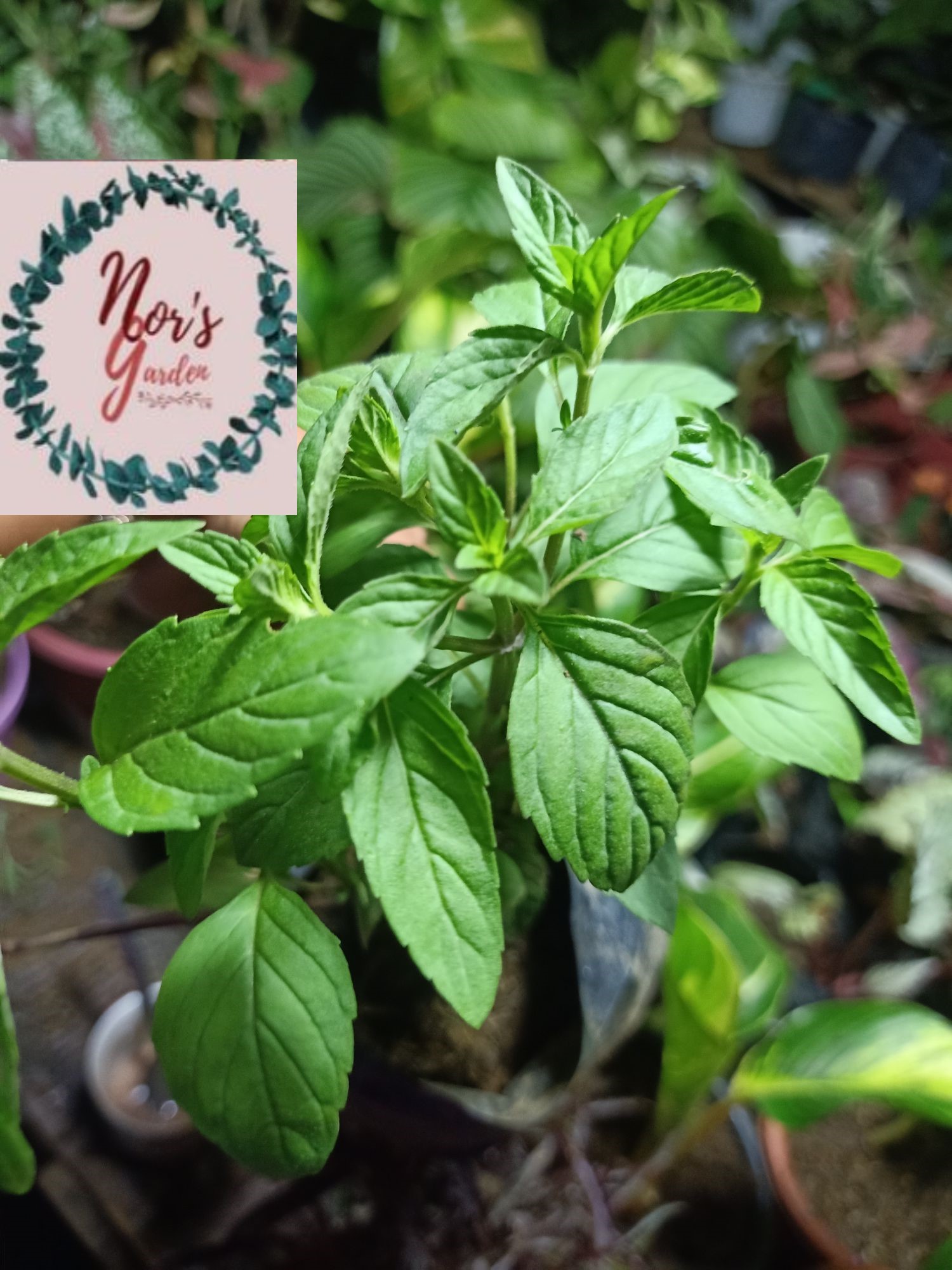 Java mint | Lazada PH