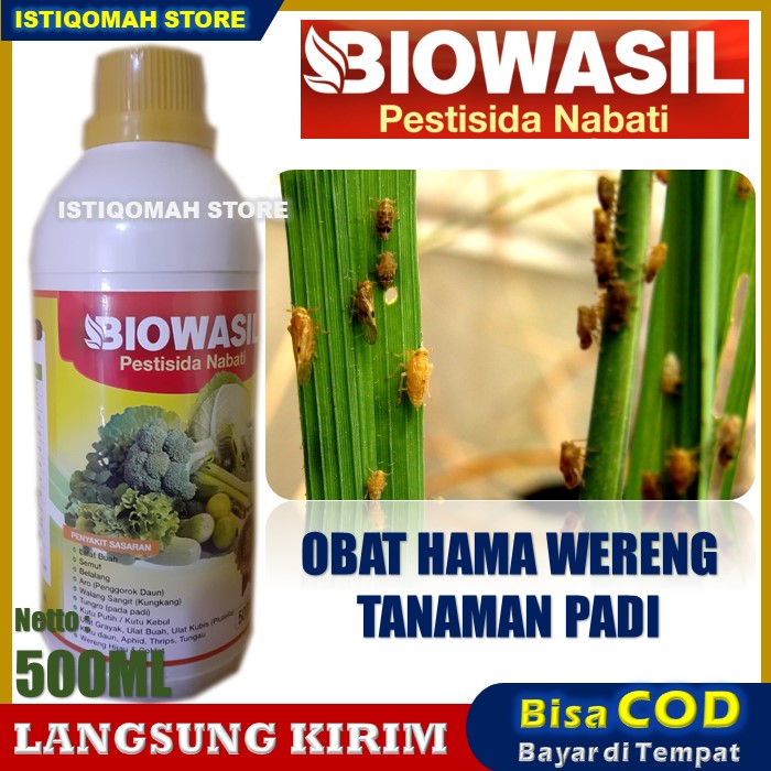Obat Wereng Paling Ampuh BIOWASIL 500ml Atasi HAMA Tanaman Pada Buah ...