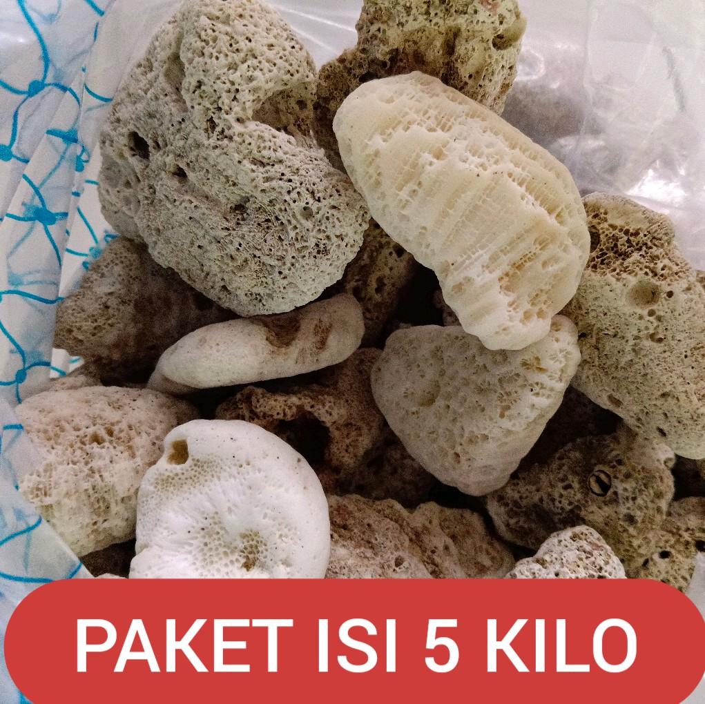 batu apung besar batu karang jahe besar batu karang laut ASLI media ...