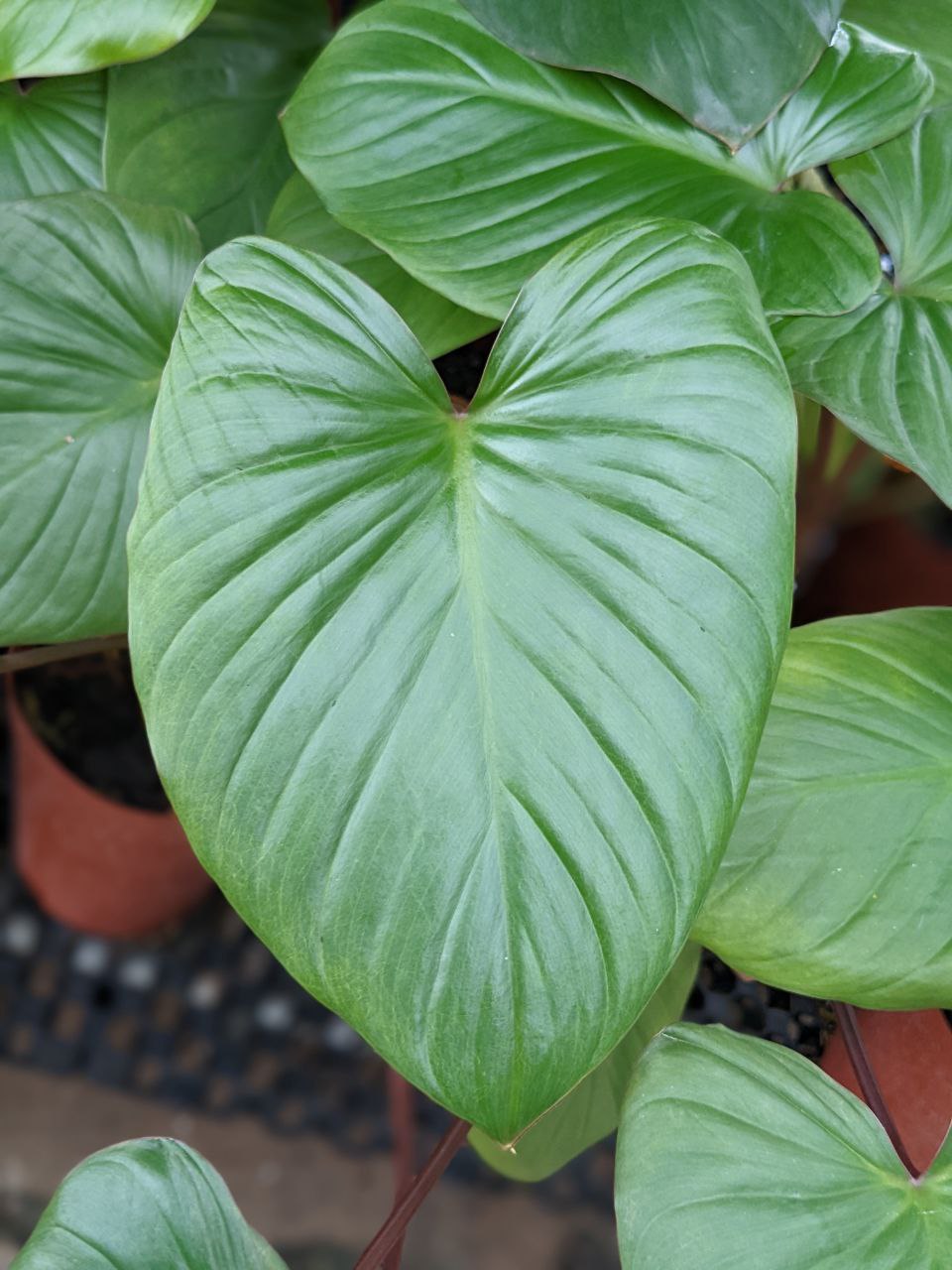 Homalomena Rubescens Green (Red Stem) - Beautiful and Easy Care House ...