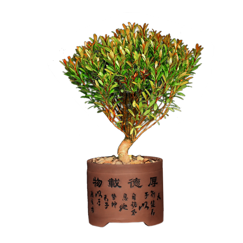 Red Bud Red Phoebe potted plant seeds, office desktop, small potted ...