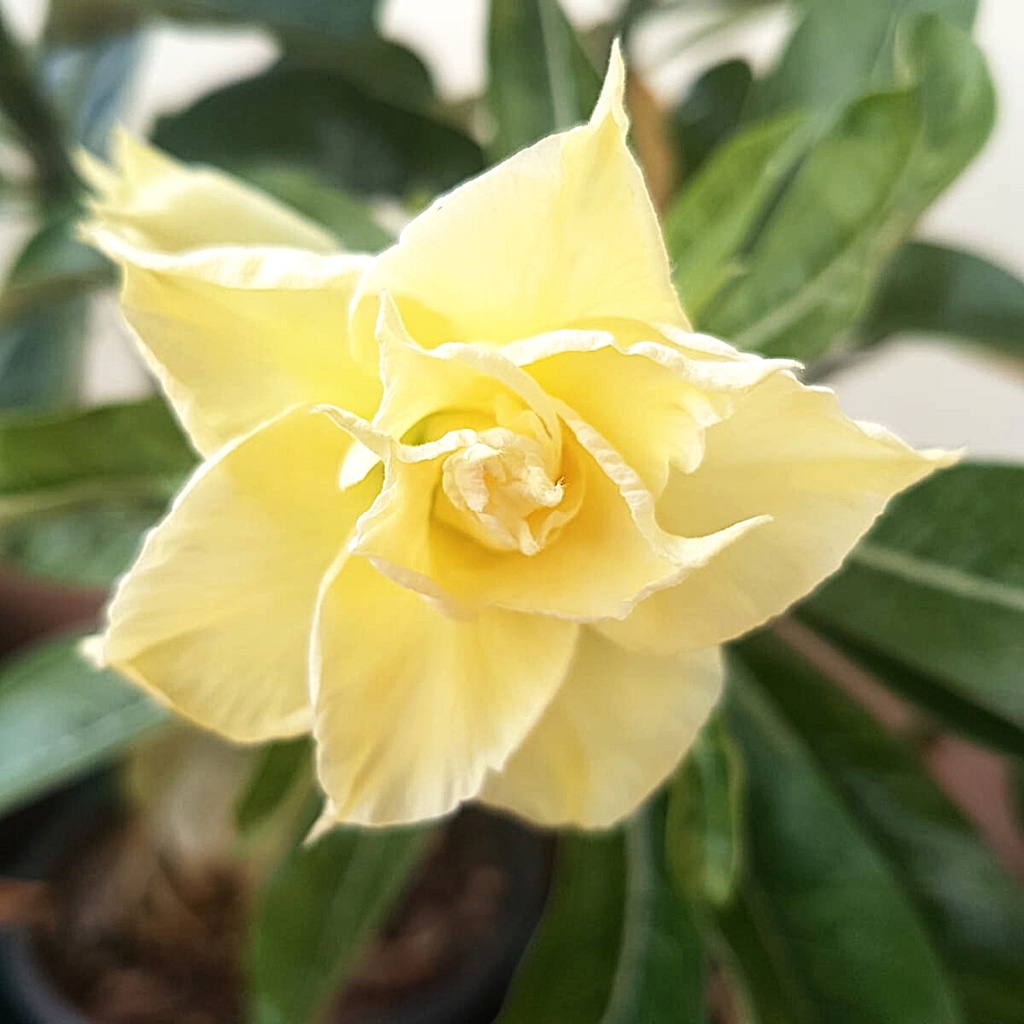 15 pcs | Rare Adenium Obesum Seed | Lazada PH