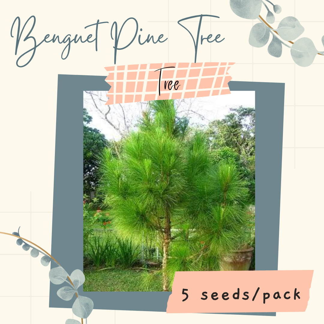 Benguet Pine Tree Seeds for Planting (5 seeds) TREE | Lazada PH