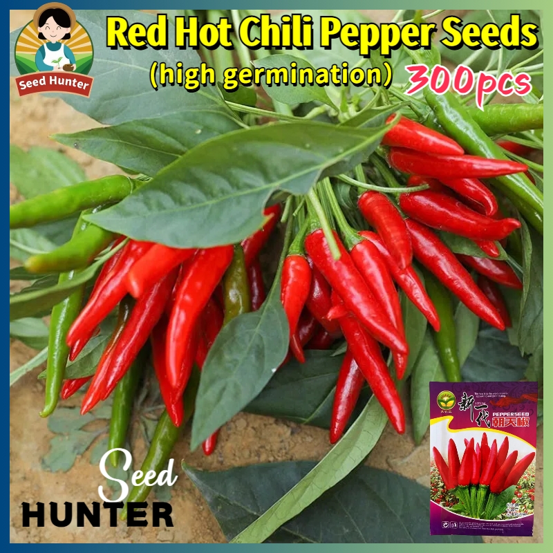 High Yield Super Spicy Siling Labuyo Seeds Red Hot Chili Pepper Seeds ...