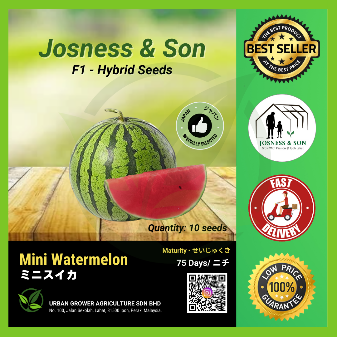 Korea Mini Watermelon seeds /Korea Biji Benih Mini Tembikai / 韩国迷你西瓜种子 ...
